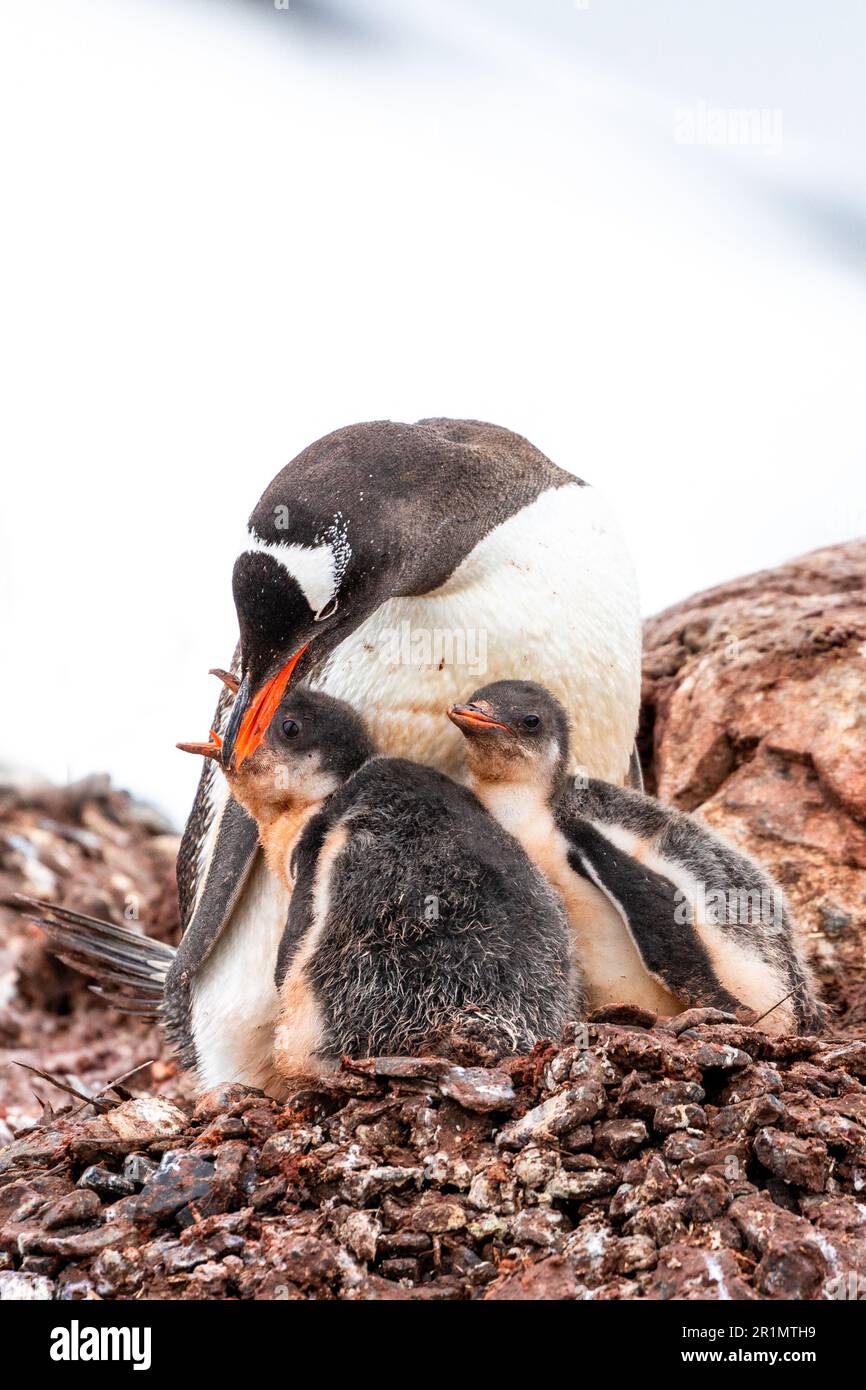 Gentoo Penguin parent with chicks sitting on a nest in Antarctica Stock ...