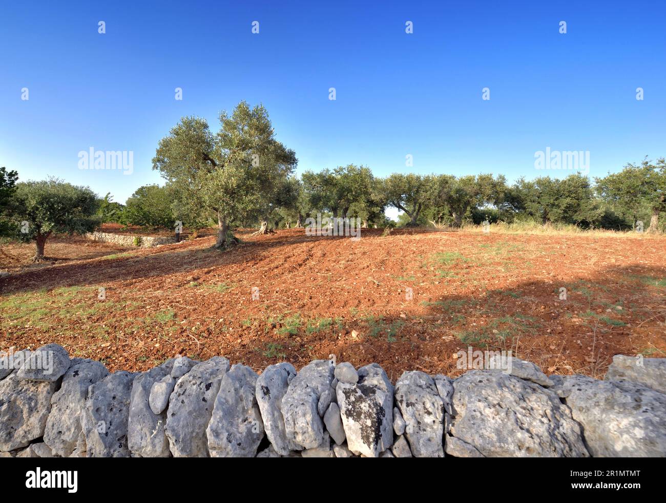 olive grove in a field with red soil and little stone wall typical of ...