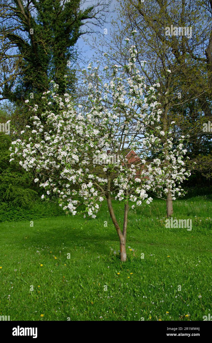 Paradise apple in spring full bloom. Malus pumila Stock Photo - Alamy