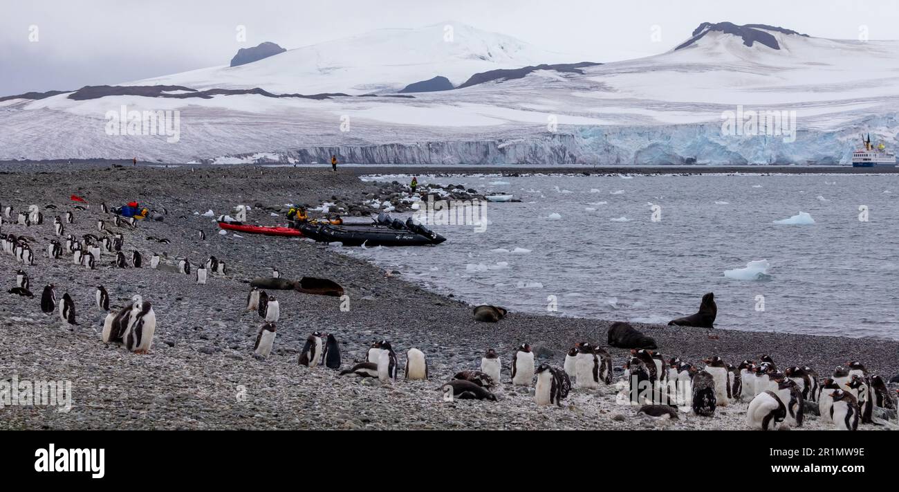 Groups of Gentoo Penguins in Antarctica landscape Stock Photo - Alamy
