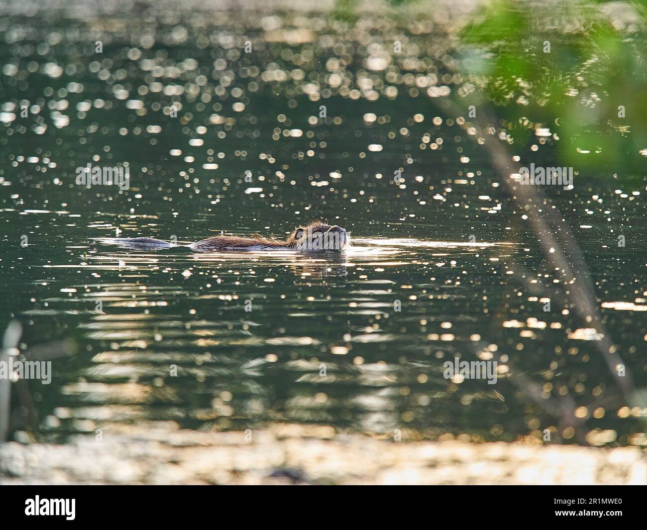 The Nutria, Myocastor coypus, also coypu, is a large, herbivorous ...