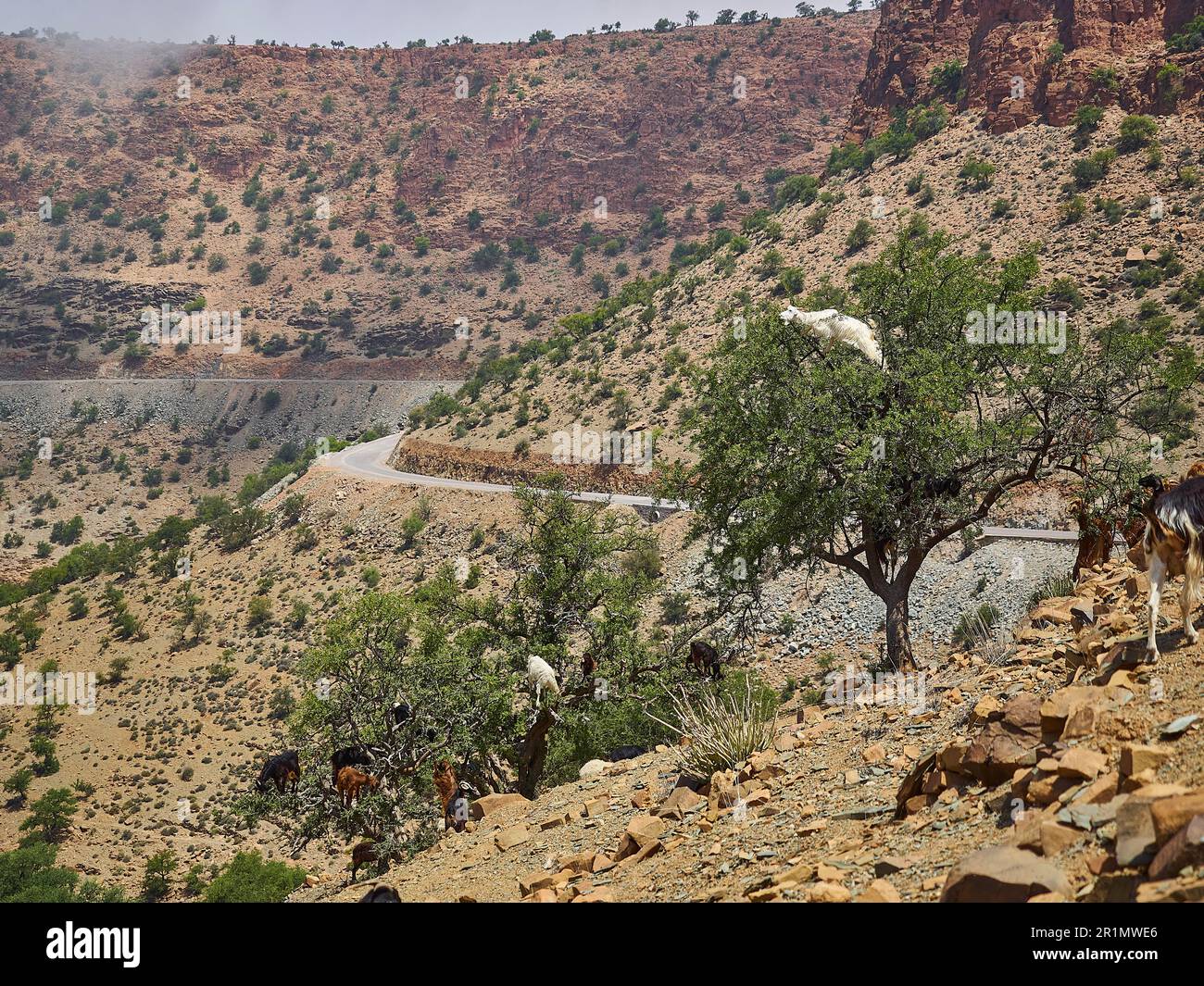goats standing and climbing in a argan oil tree and feeding from the ...