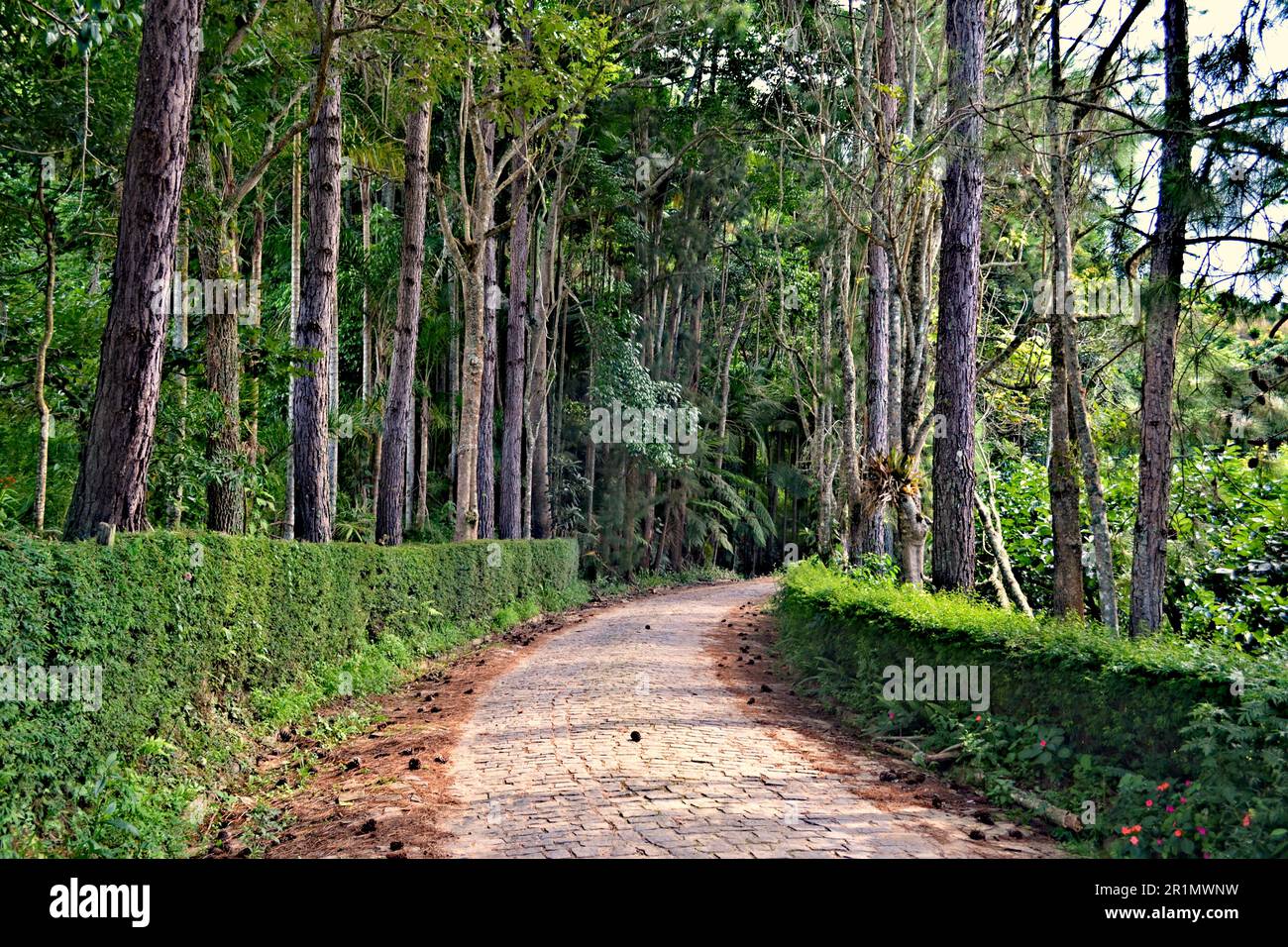 landscape of a path surrounded by tall trees in a park during the day ...