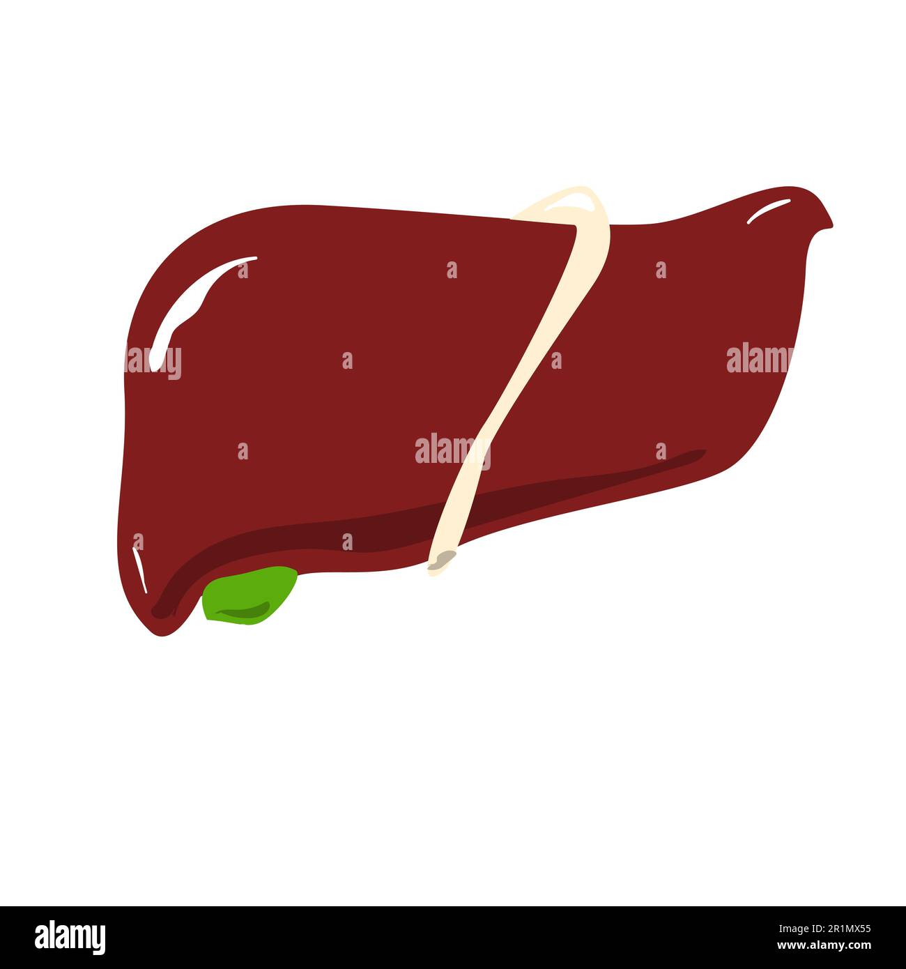 isolated human liver color icon in a flat style Stock Vector Image ...