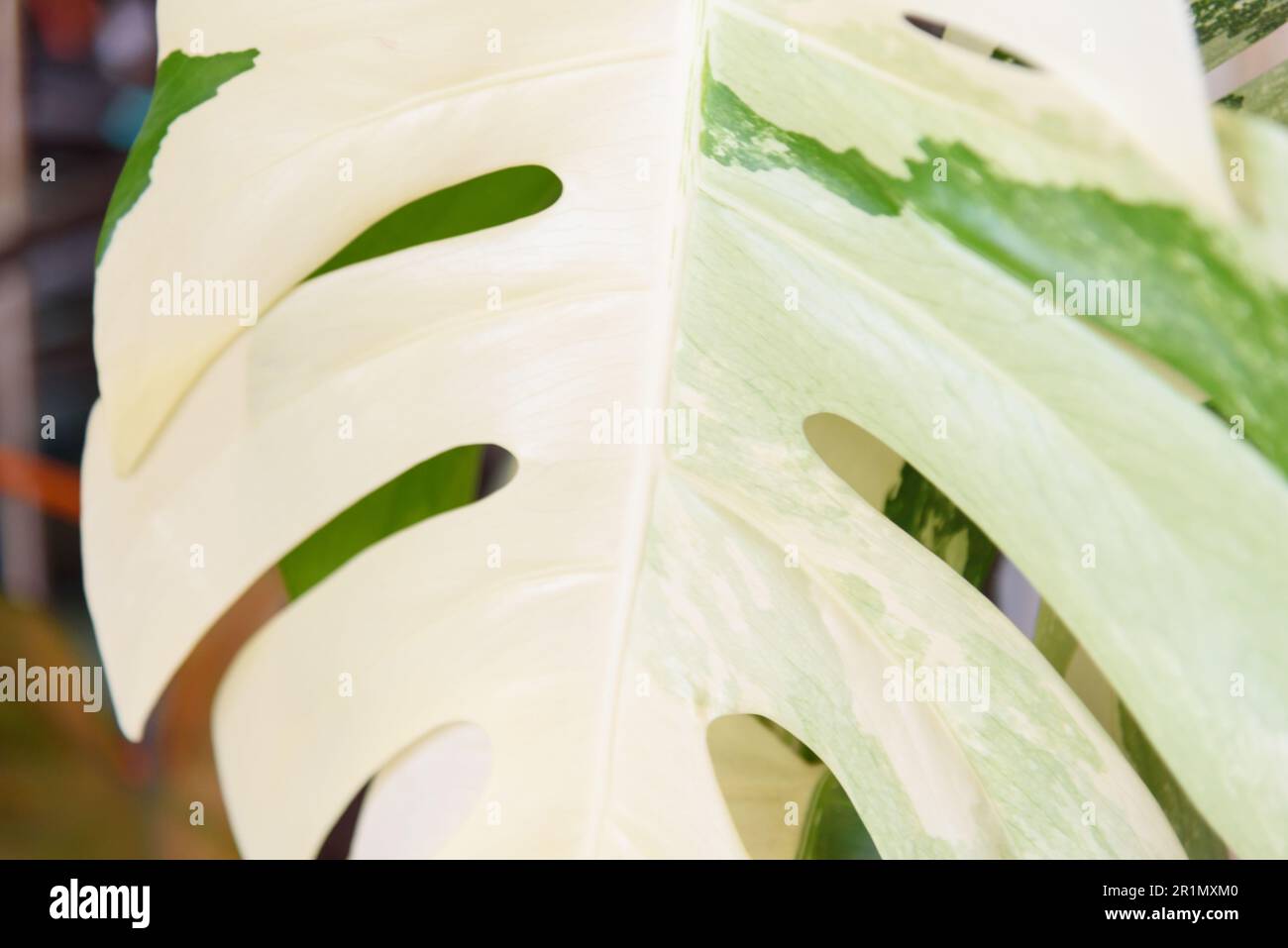Variegated monstera deliciosa hi-res stock photography and images - Alamy