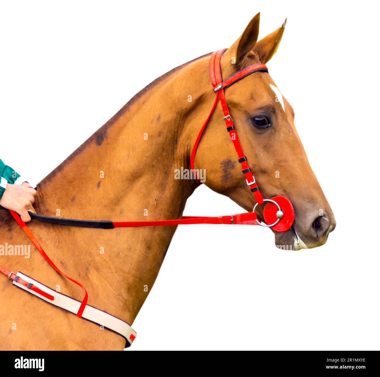 Portrait of a beautiful Akhalteke horse on white background Stock Photo ...