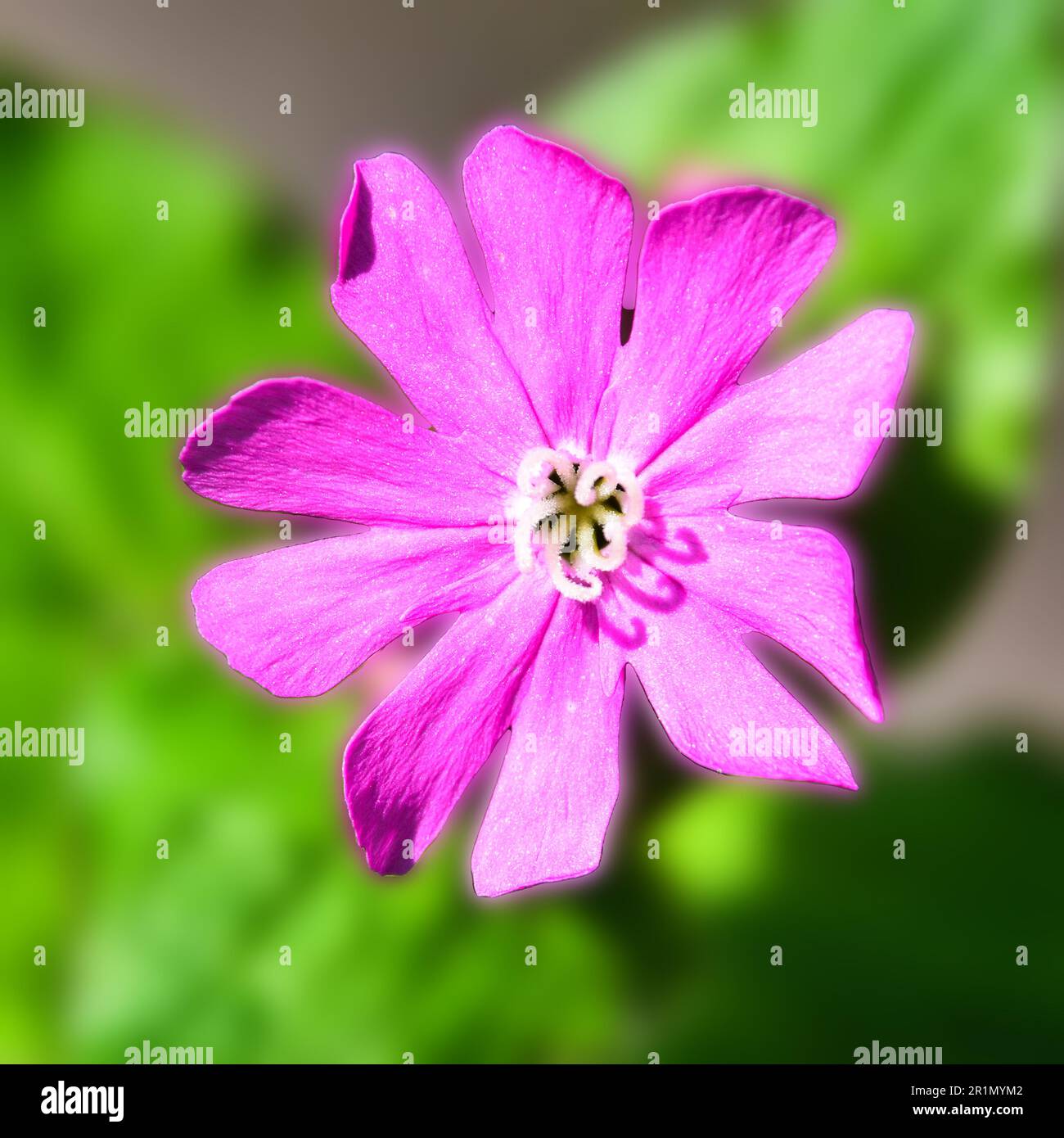 Red Campion flower Stock Photo - Alamy