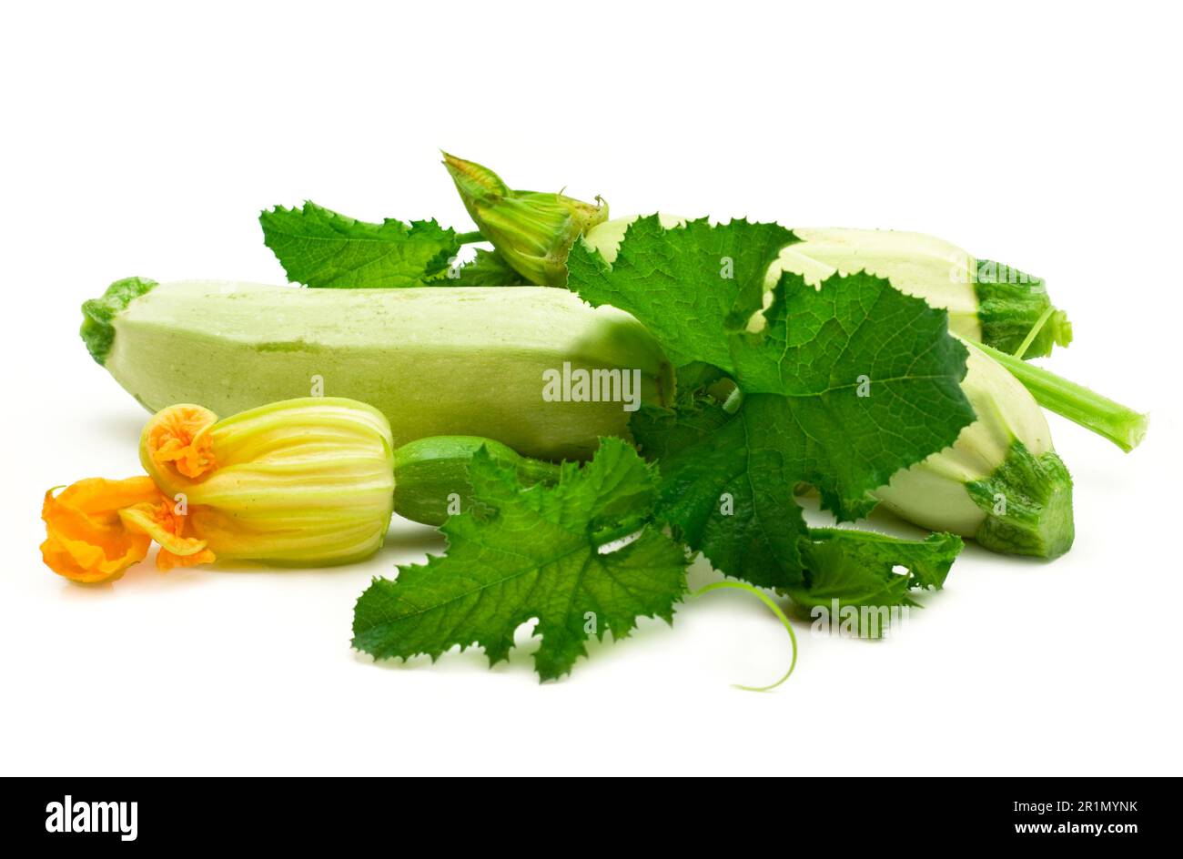 vegetable marrow with flowers. Diet food, vegetarianism. Flowers ...