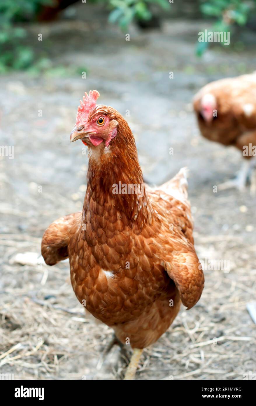 Baby chickens with rooster and female hi-res stock photography and ...