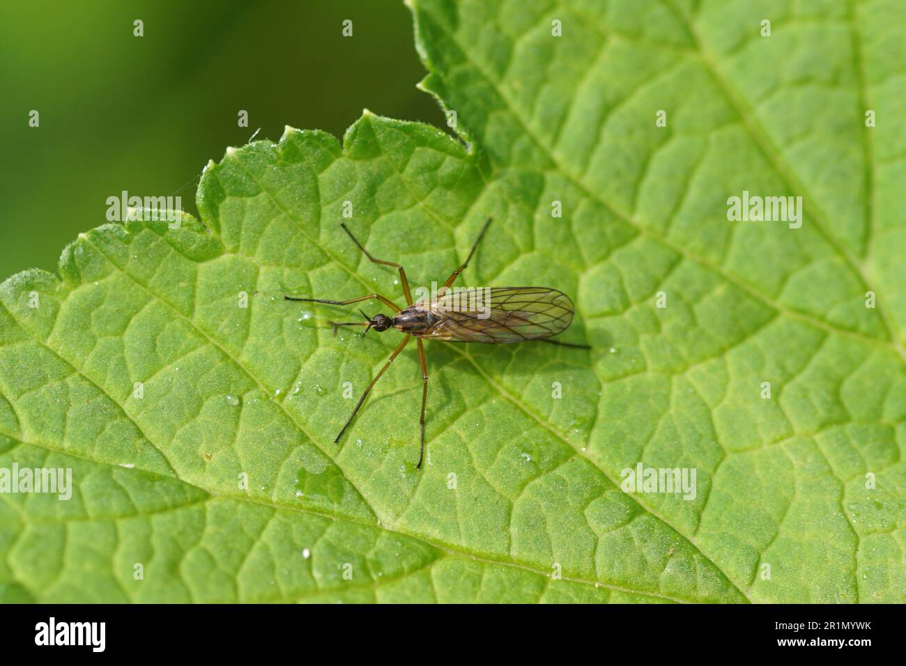 Close up female dance fly Empis trigramma. Family Empididae. On a leaf ...
