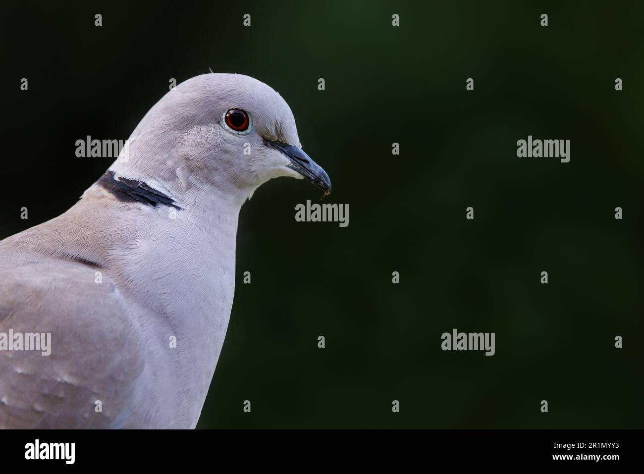Collared Dove [ Streptopelia decaocto ] head shot Stock Photo - Alamy
