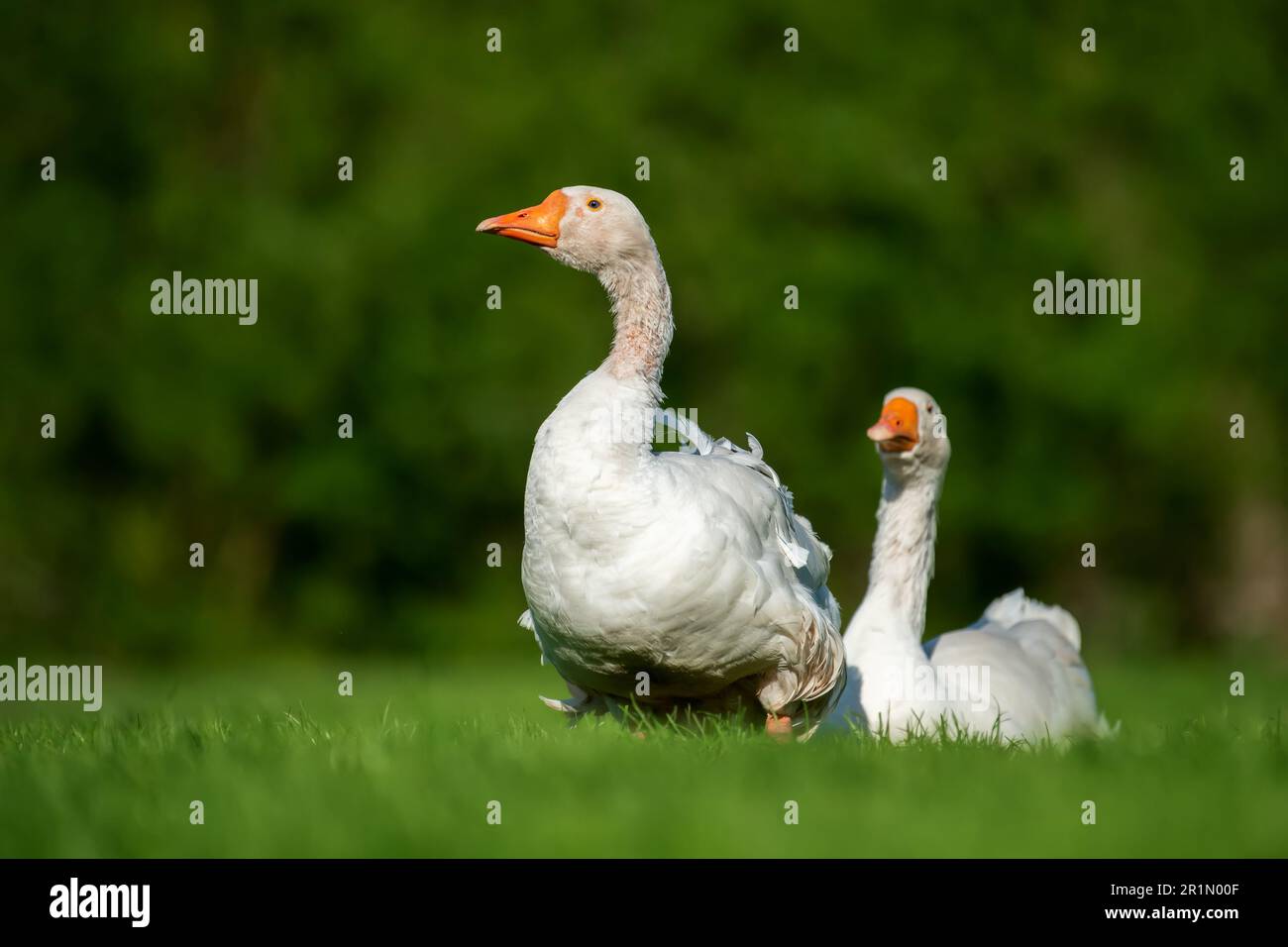White spring animal hi-res stock photography and images - Alamy
