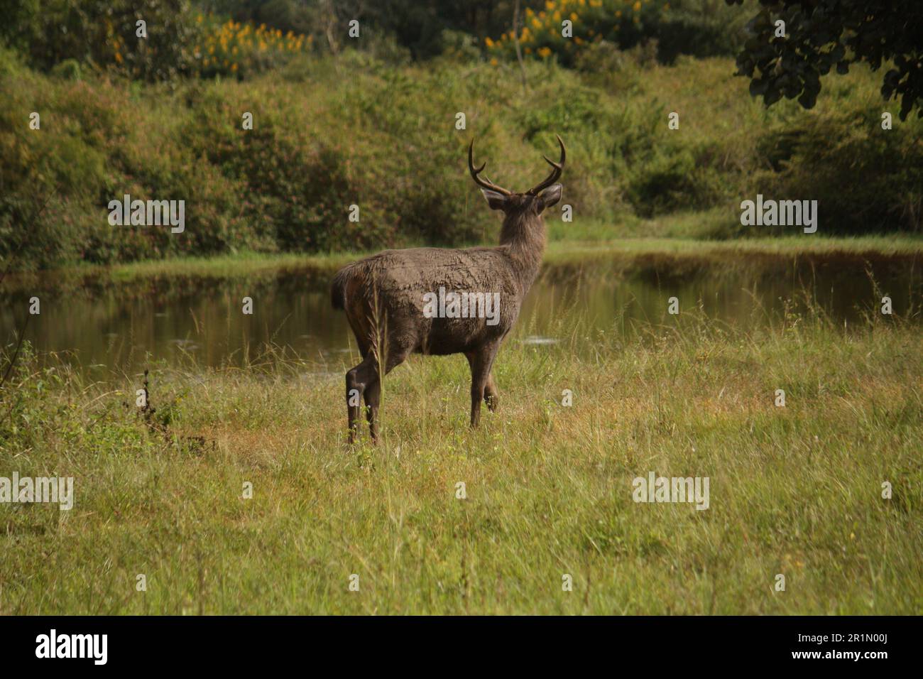 Deer view in wildlife Stock Photo - Alamy