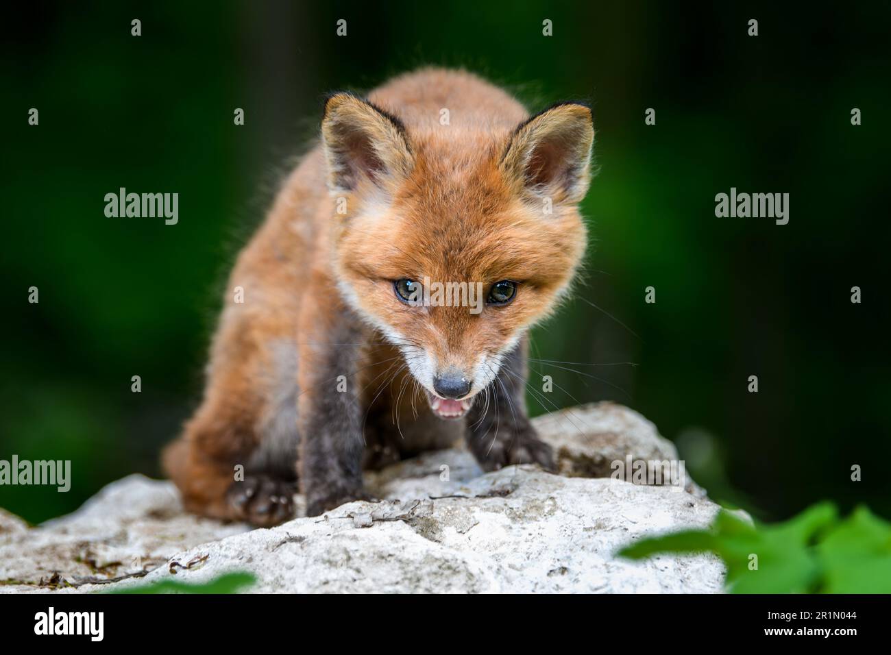Red fox, vulpes vulpes, small young cub in forest on stone. Cute little ...
