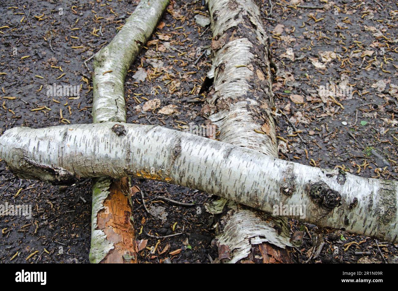 Fallen birch branches on forest floor. Close up Stock Photo - Alamy