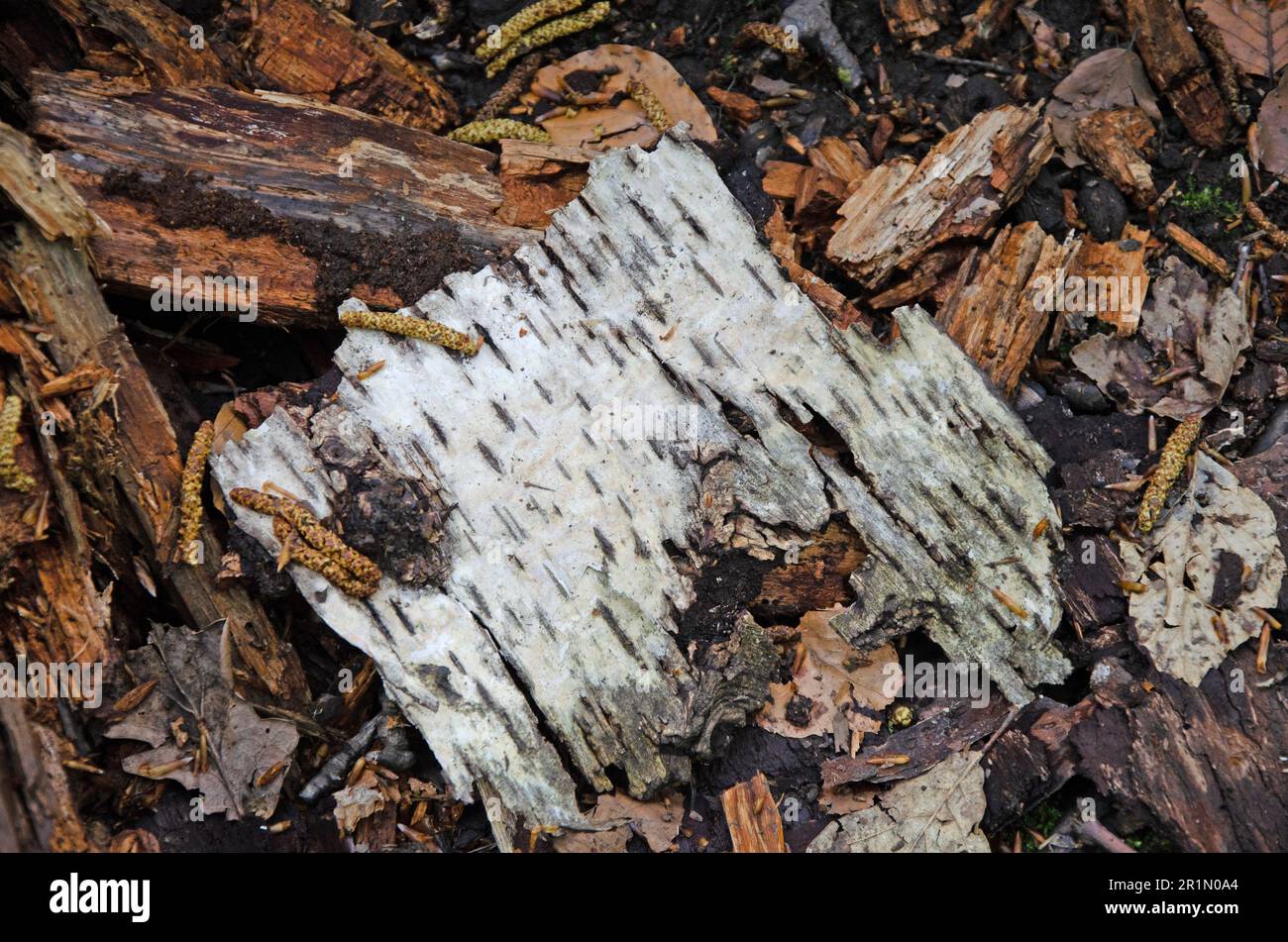 Birch bark and other bark on forest floor. Close up photo Stock Photo ...