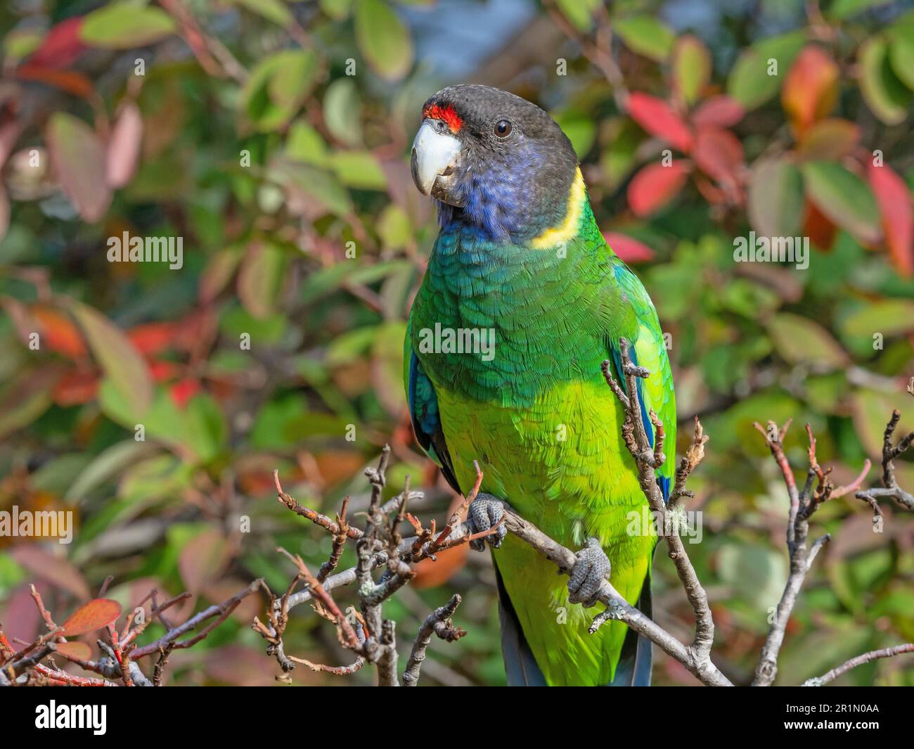 An Australian Ringneck of the western race, known as the Twenty-eight ...