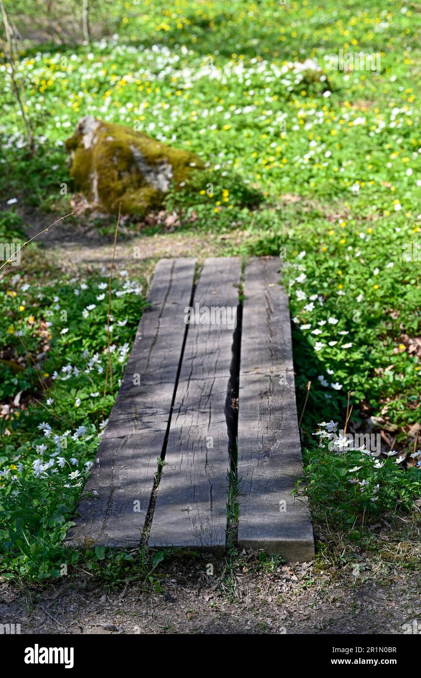 duck board and bridge made of wood Stock Photo - Alamy