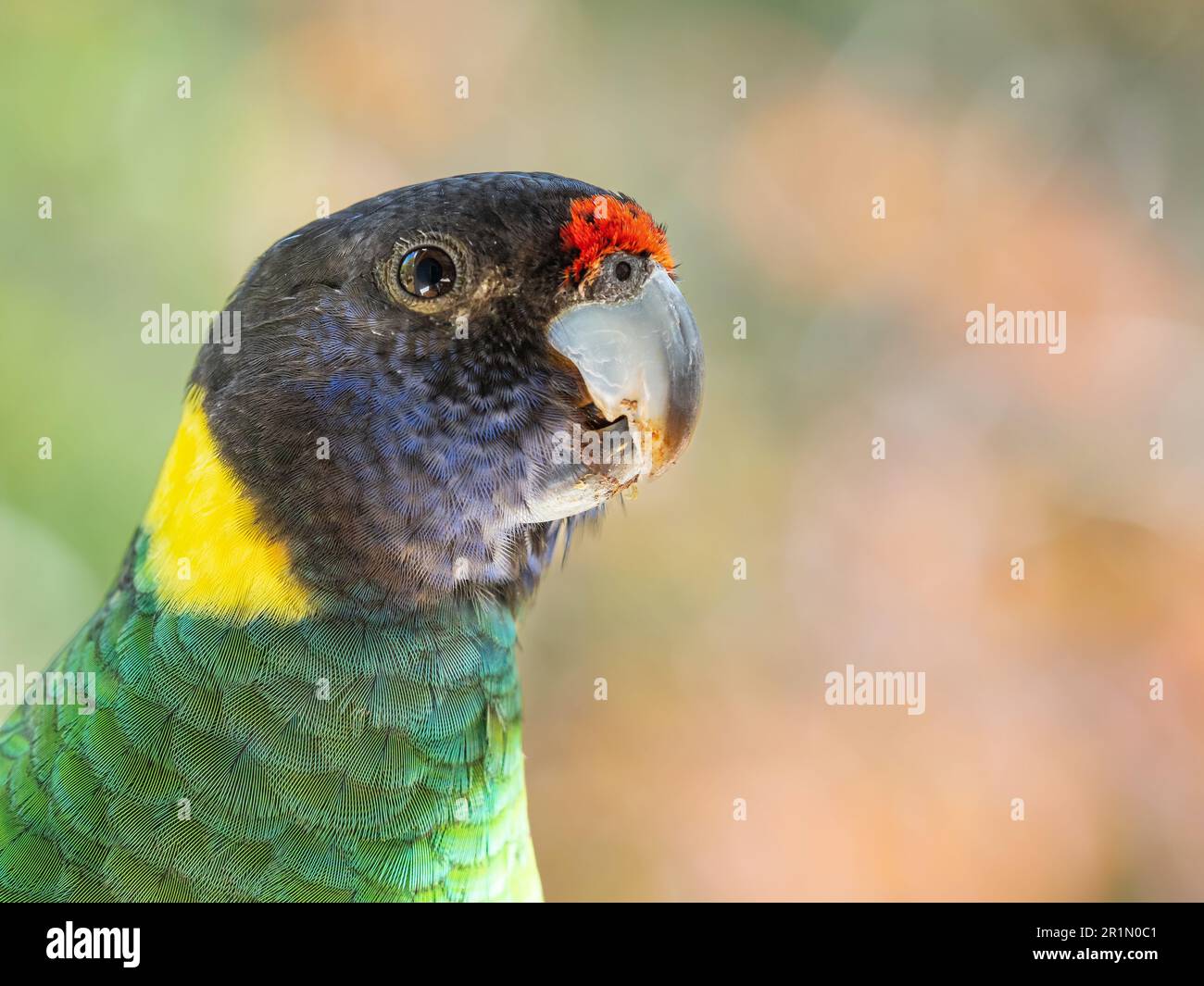 A portrait of an Australian Ringneck of the western race, known as the ...