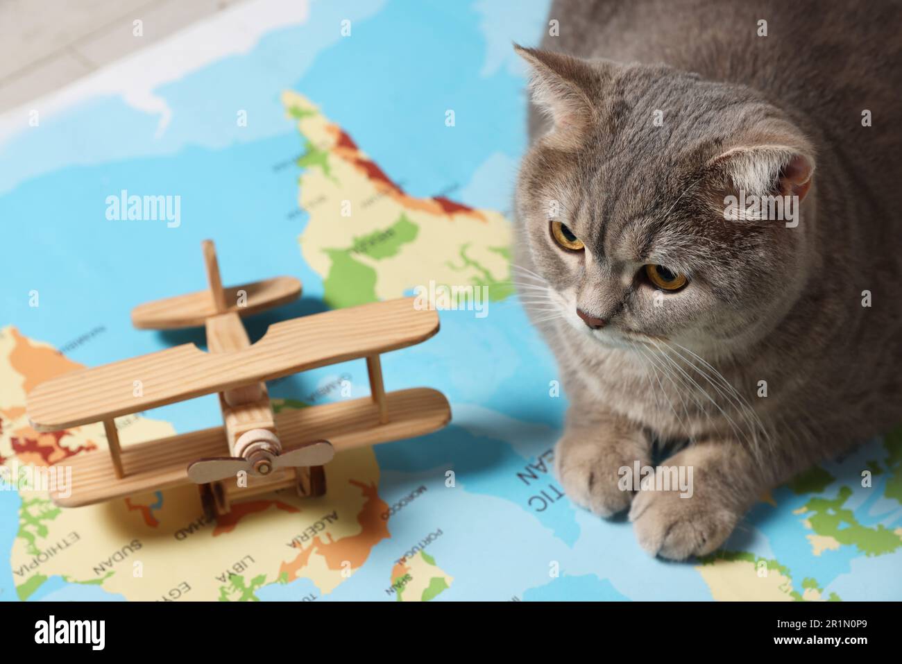 Cute cat and toy plane on world map, closeup. Travel with pet concept ...