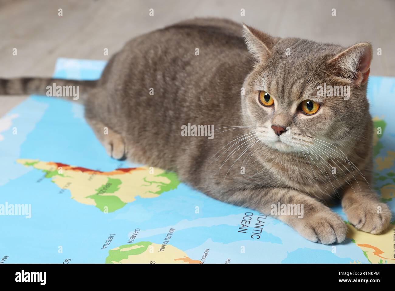 Cute cat on world map at home. Travel with pet concept Stock Photo - Alamy