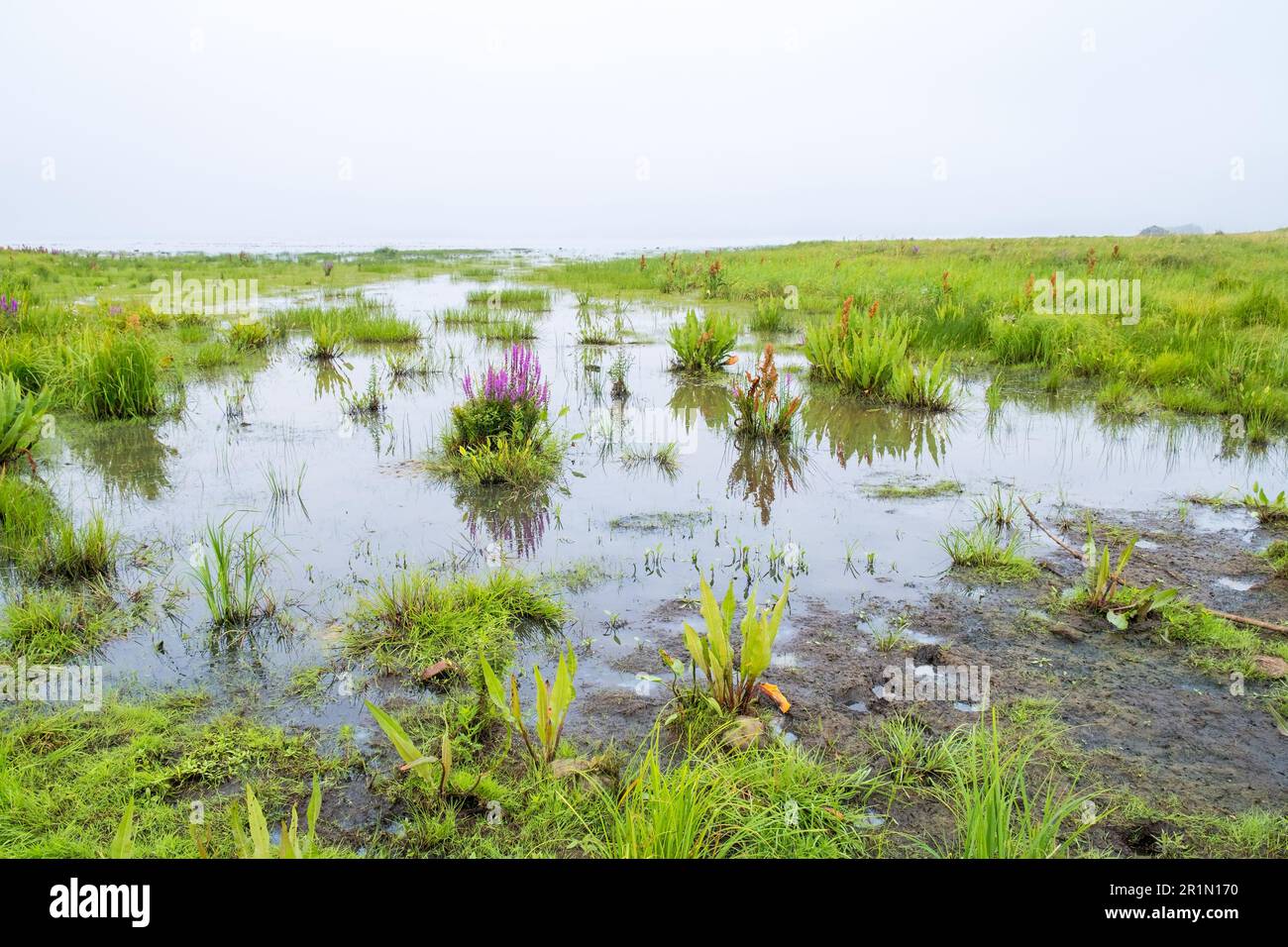 Lakeshore on a wetland with blooming purple loosestrife flowers Stock ...