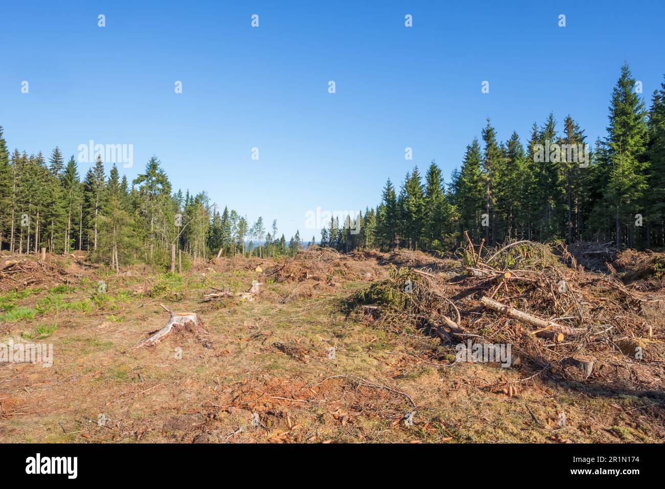 Clear cutting area in a forest Stock Photo - Alamy