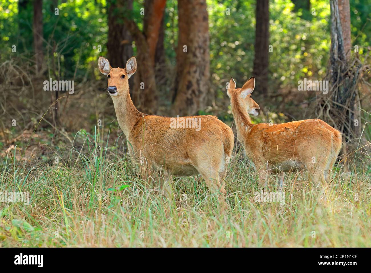 Two female barasingha or swamp deer (Rucervus duvaucelii), Kanha ...