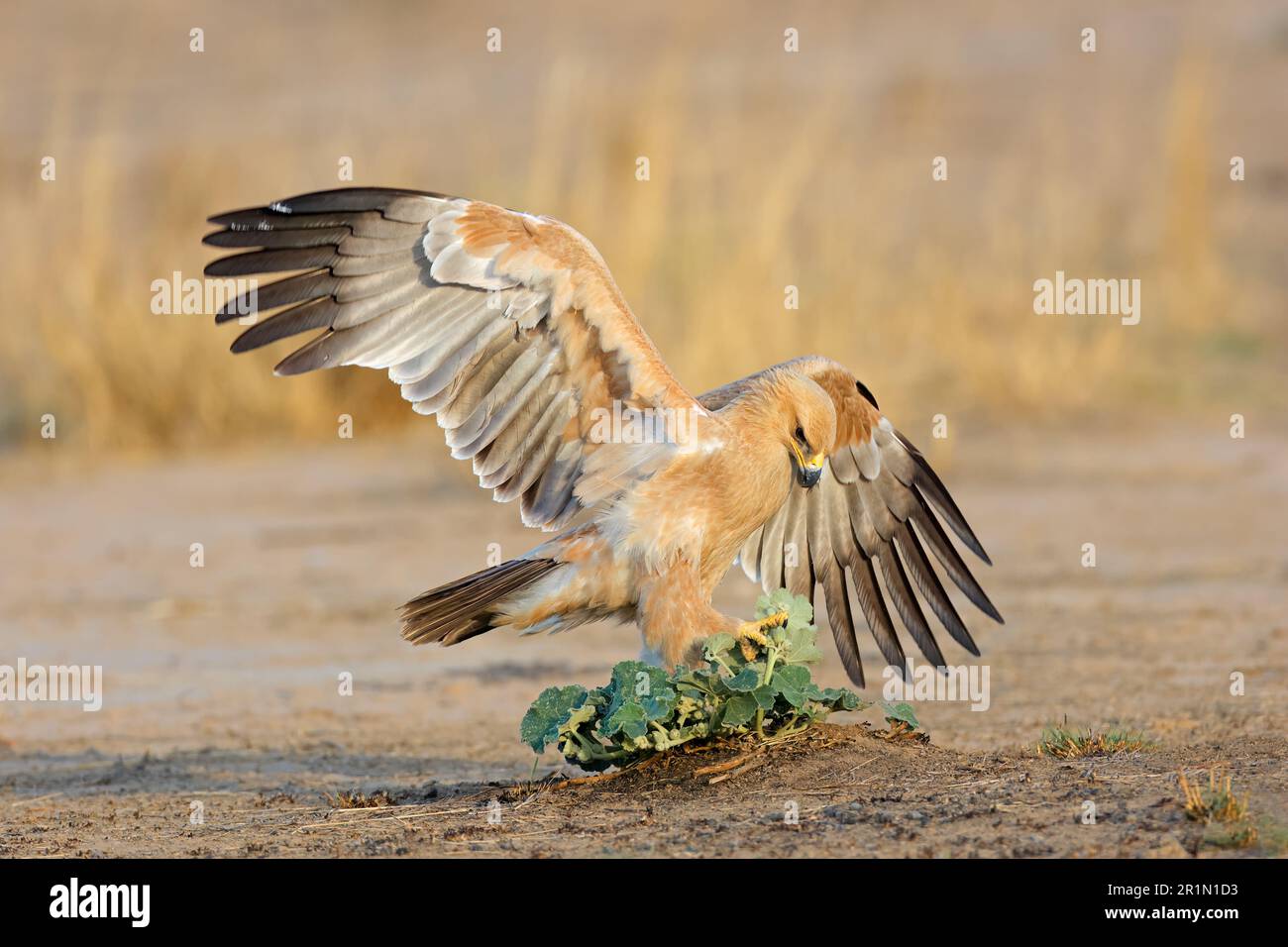 A tawny eagle (Aquila rapax) hunting on the ground with open wings ...