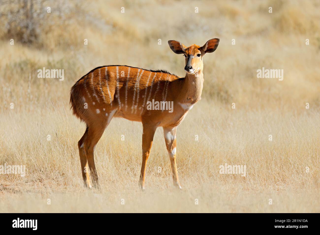 Female Nyala antelope (Tragelaphus angasii) in natural habitat, Mokala ...
