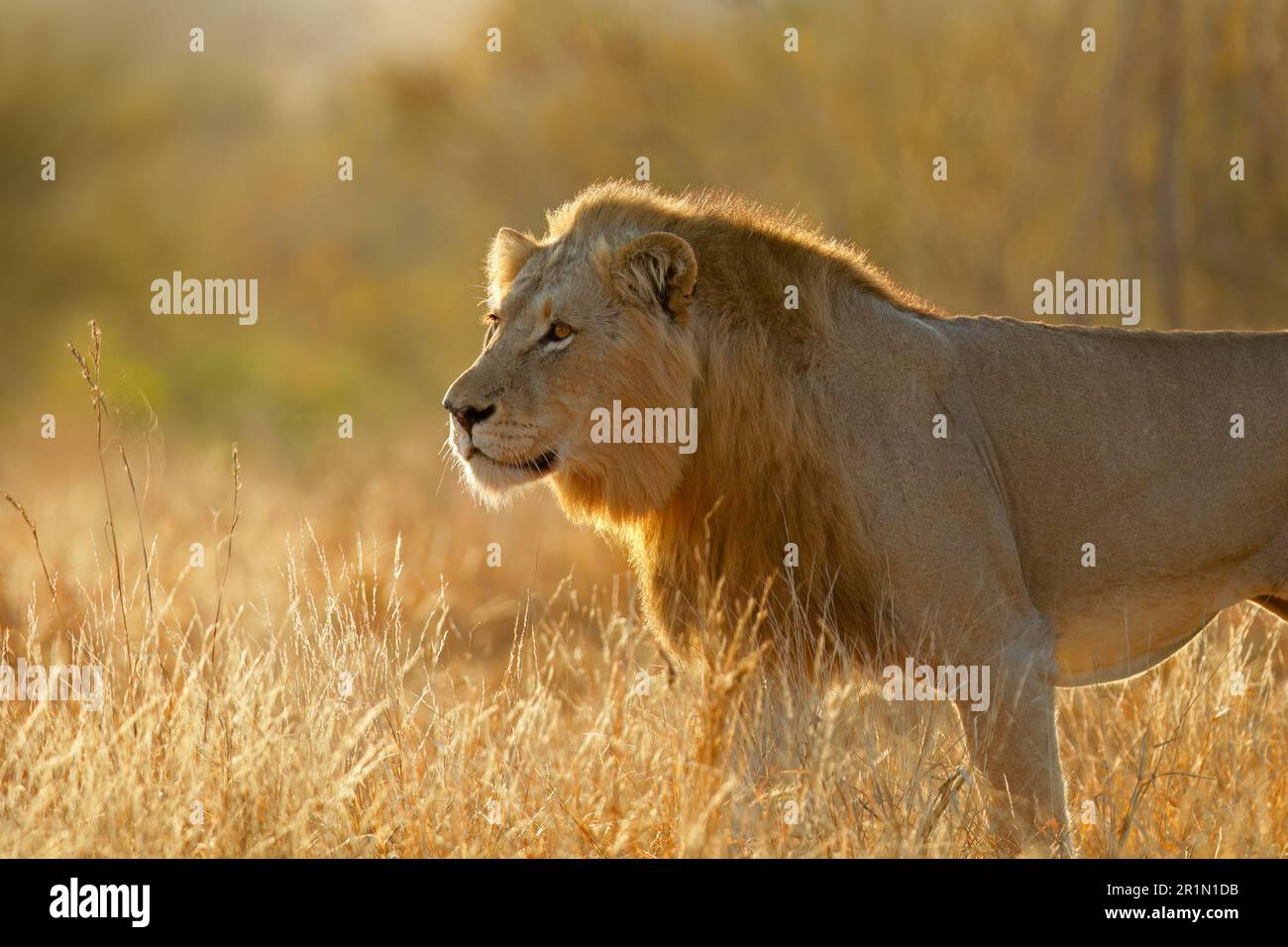 Big male African lion (Panthera leo) at sunrise, Kruger National Park ...