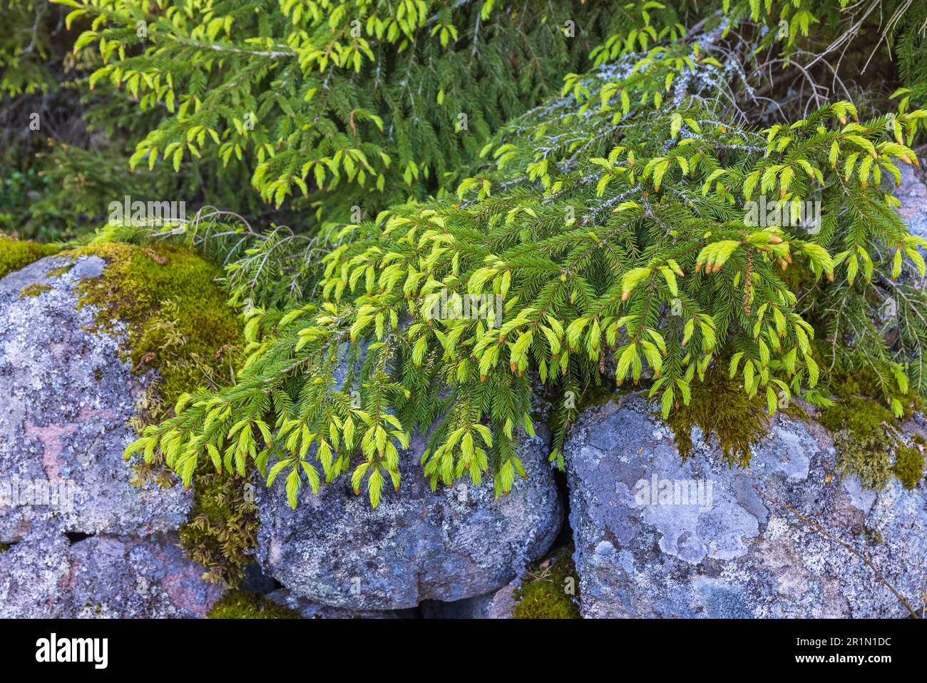 Spruce tree branch by a stone wall Stock Photo - Alamy