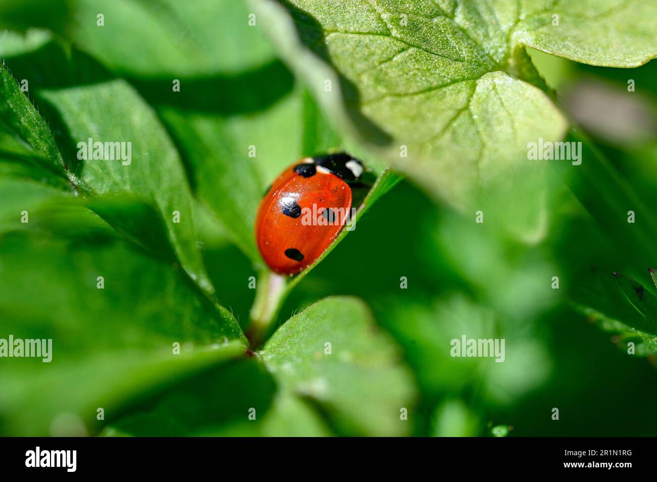Close to a cute little ladybird ladybug Stock Photo - Alamy