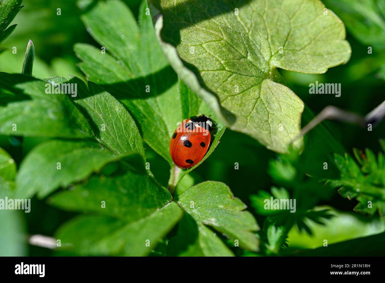 Close to a cute little ladybird ladybug Stock Photo - Alamy