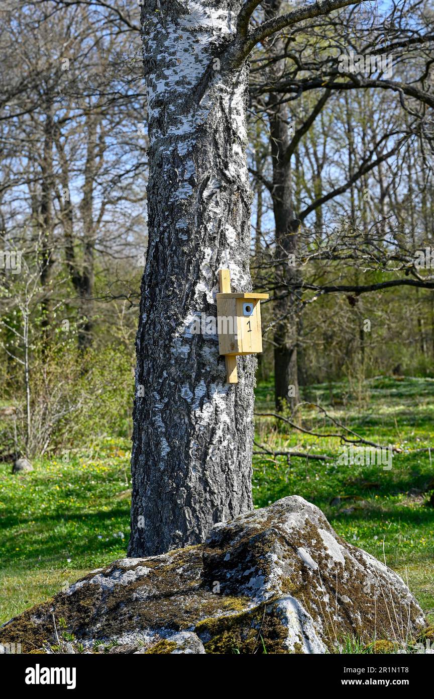 birch tree with birds house in may Stock Photo - Alamy