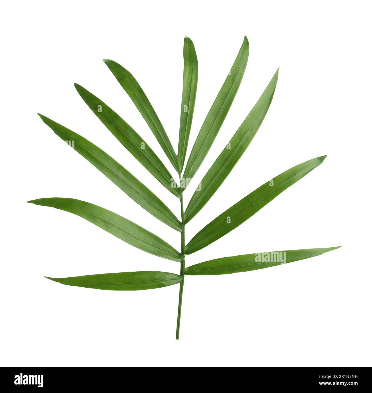 Green coconut leaf hi-res stock photography and images - Alamy