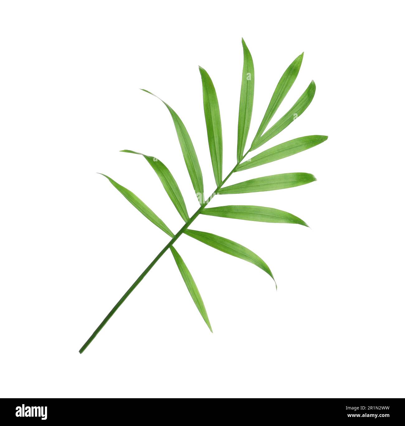 Green coconut leaf hi-res stock photography and images - Alamy