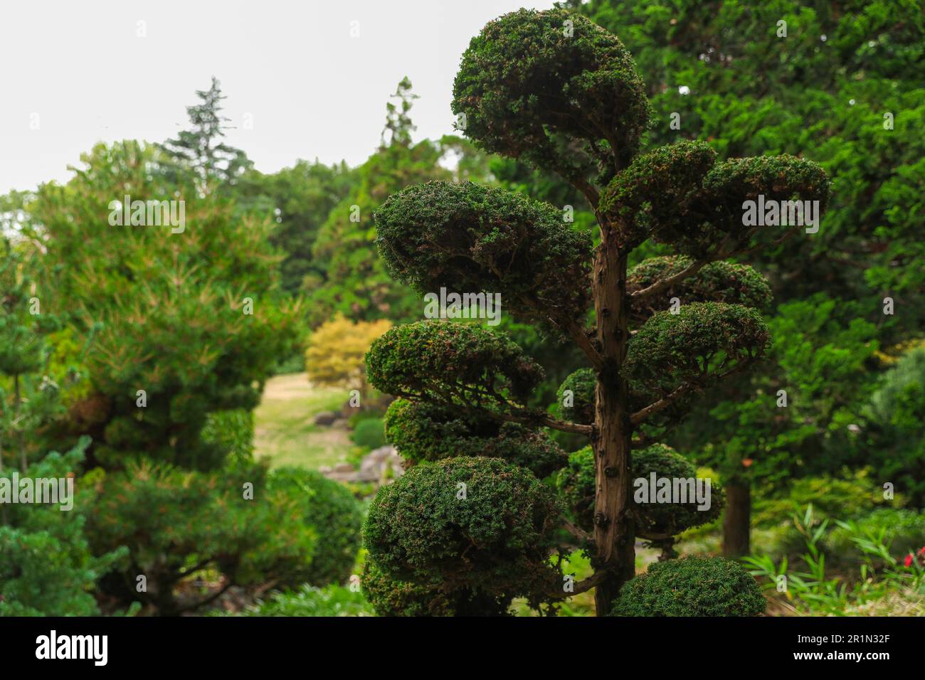 Different green trees hi-res stock photography and images - Alamy