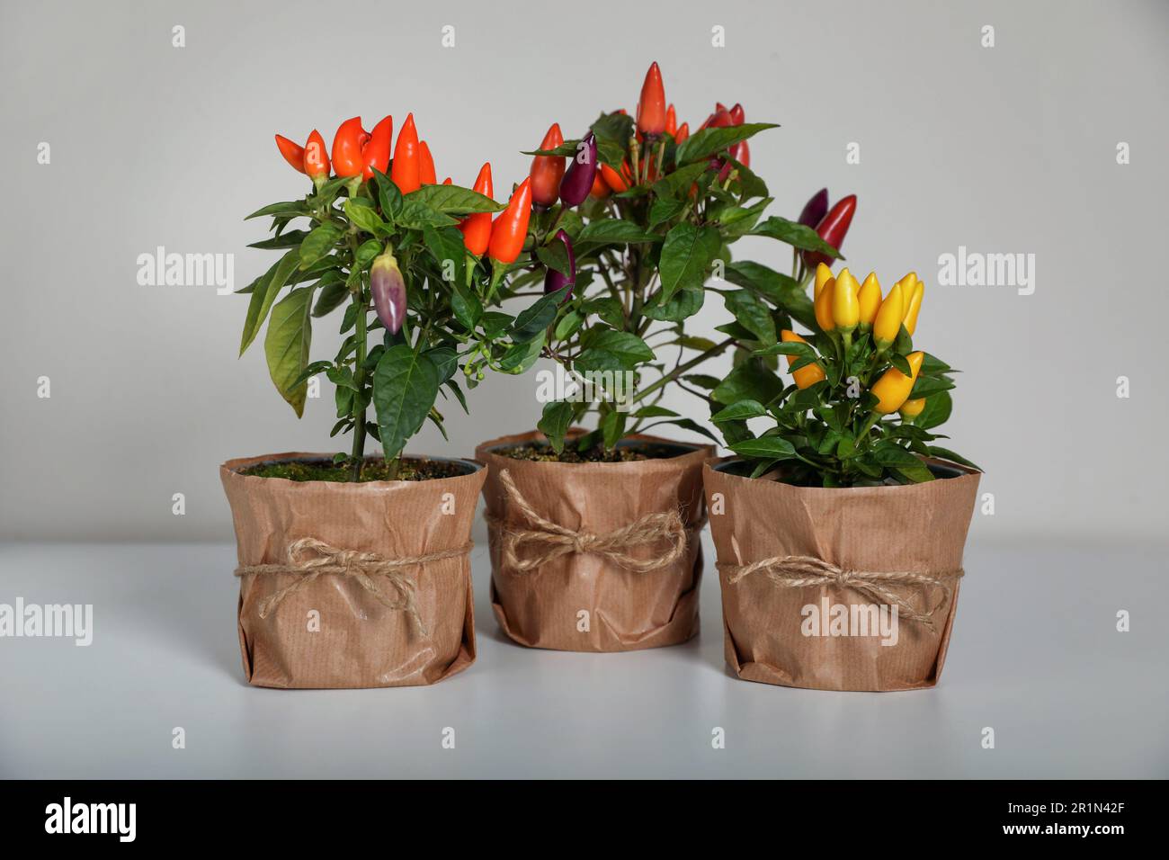 Capsicum Annuum plants. Many potted multicolor Chili Peppers on light ...