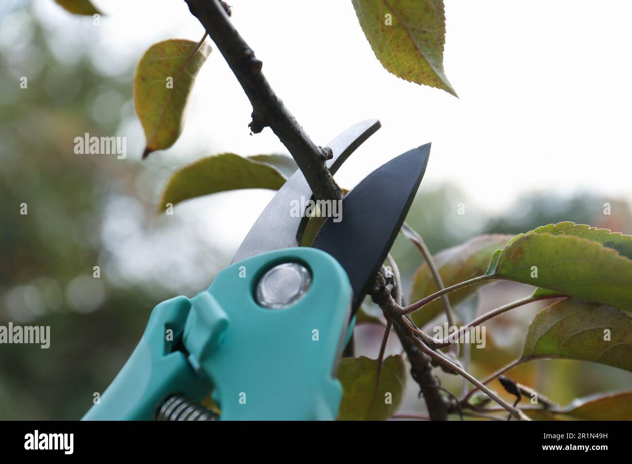 Pruning tree branch by secateurs outdoors, closeup Stock Photo - Alamy