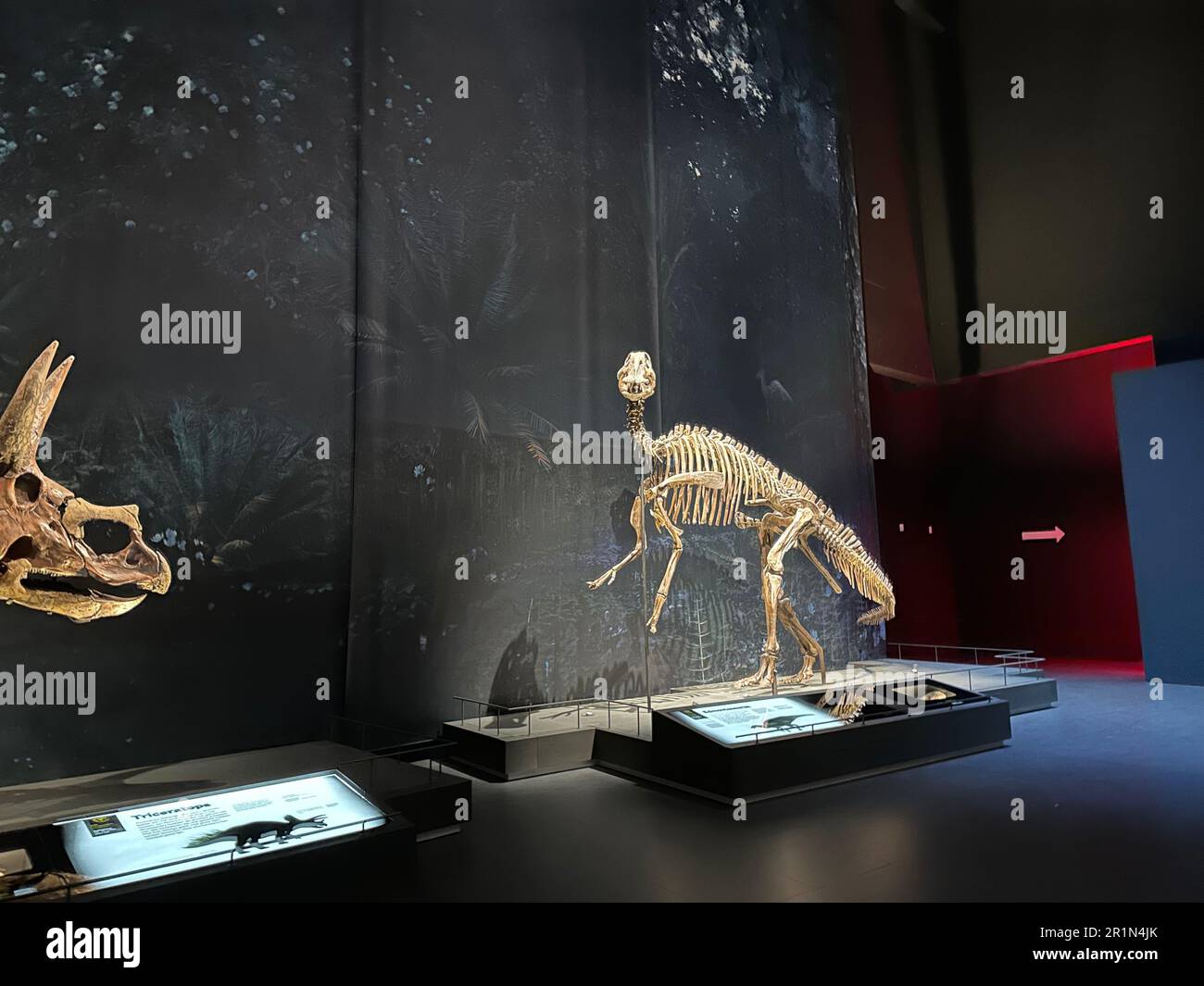 Leiden, Netherlands - November 19, 2022: Life size skeleton of ...