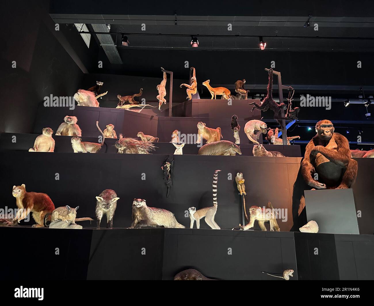 Leiden, Netherlands - November 19, 2022: Museum exhibition with ...
