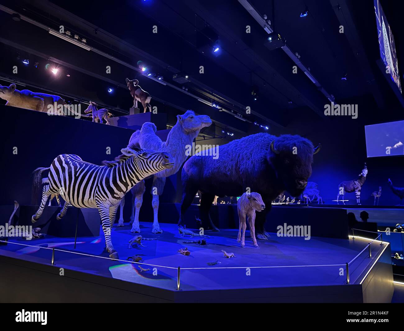 Leiden, Netherlands - November 19, 2022: Museum exhibition with ...