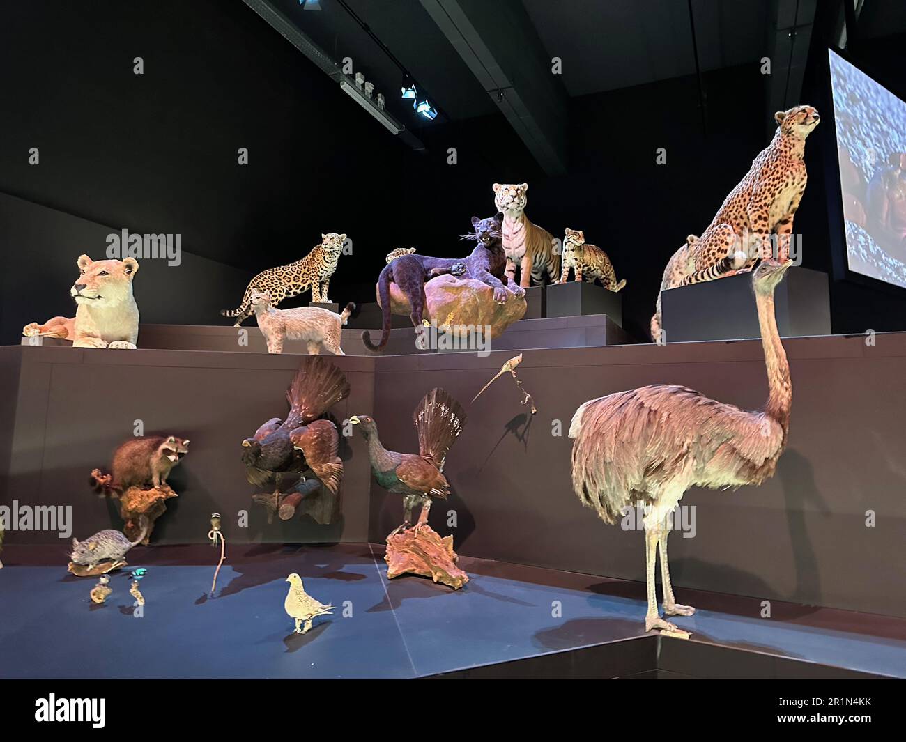 Leiden, Netherlands - November 19, 2022: Museum exhibition with ...