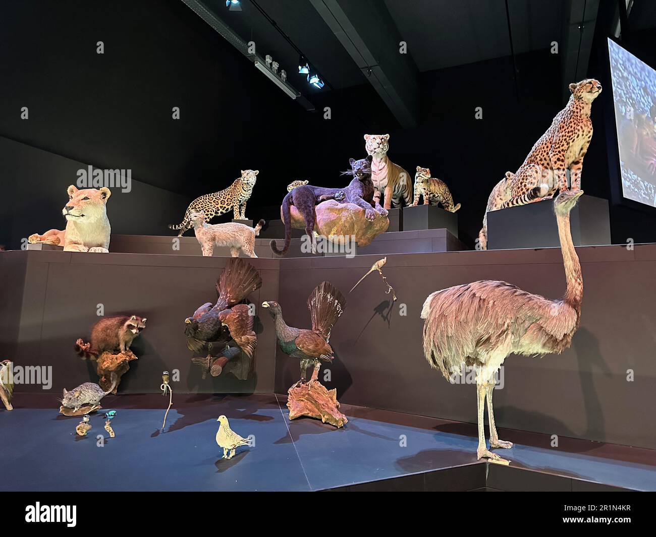 Leiden, Netherlands - November 19, 2022: Museum exhibition with ...