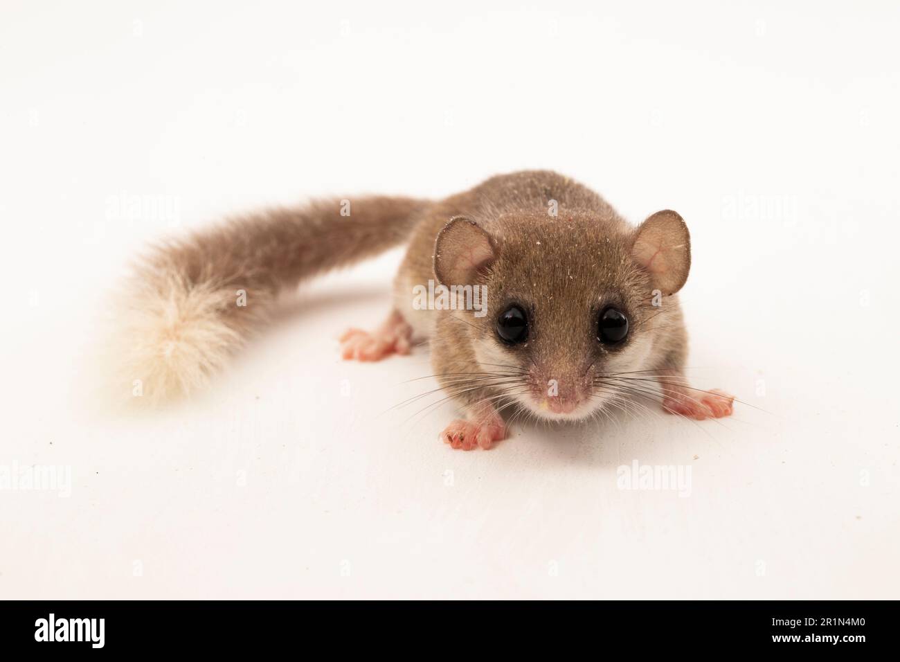 The woodland dormouse (Graphiurus murinus) African pygmy dormouse ...