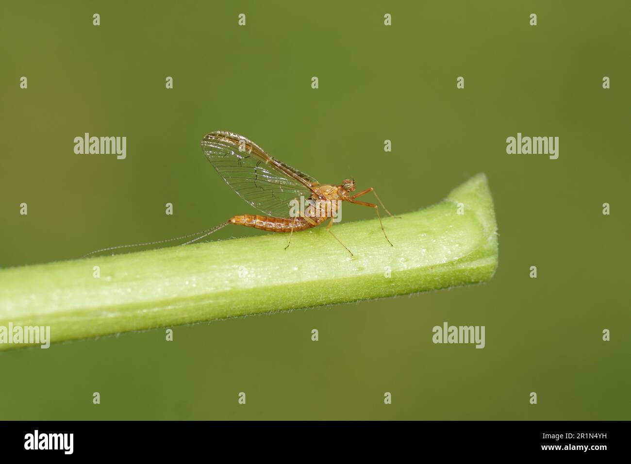 Close up of the mayfly, Cloeon dipterum. Family Baetidae. On a stem of ...