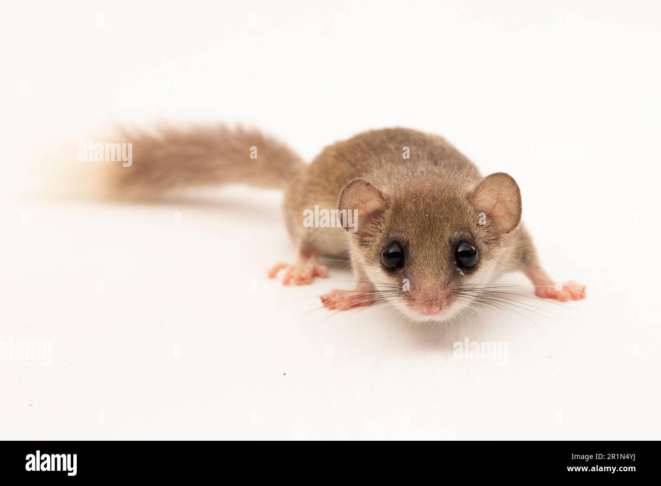 The woodland dormouse (Graphiurus murinus) African pygmy dormouse ...