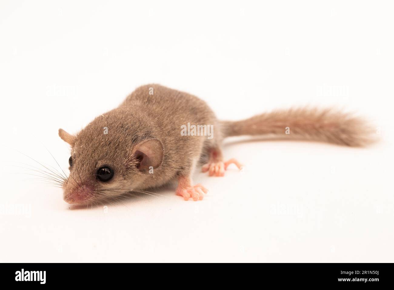 Dormouse fruit hi-res stock photography and images - Alamy