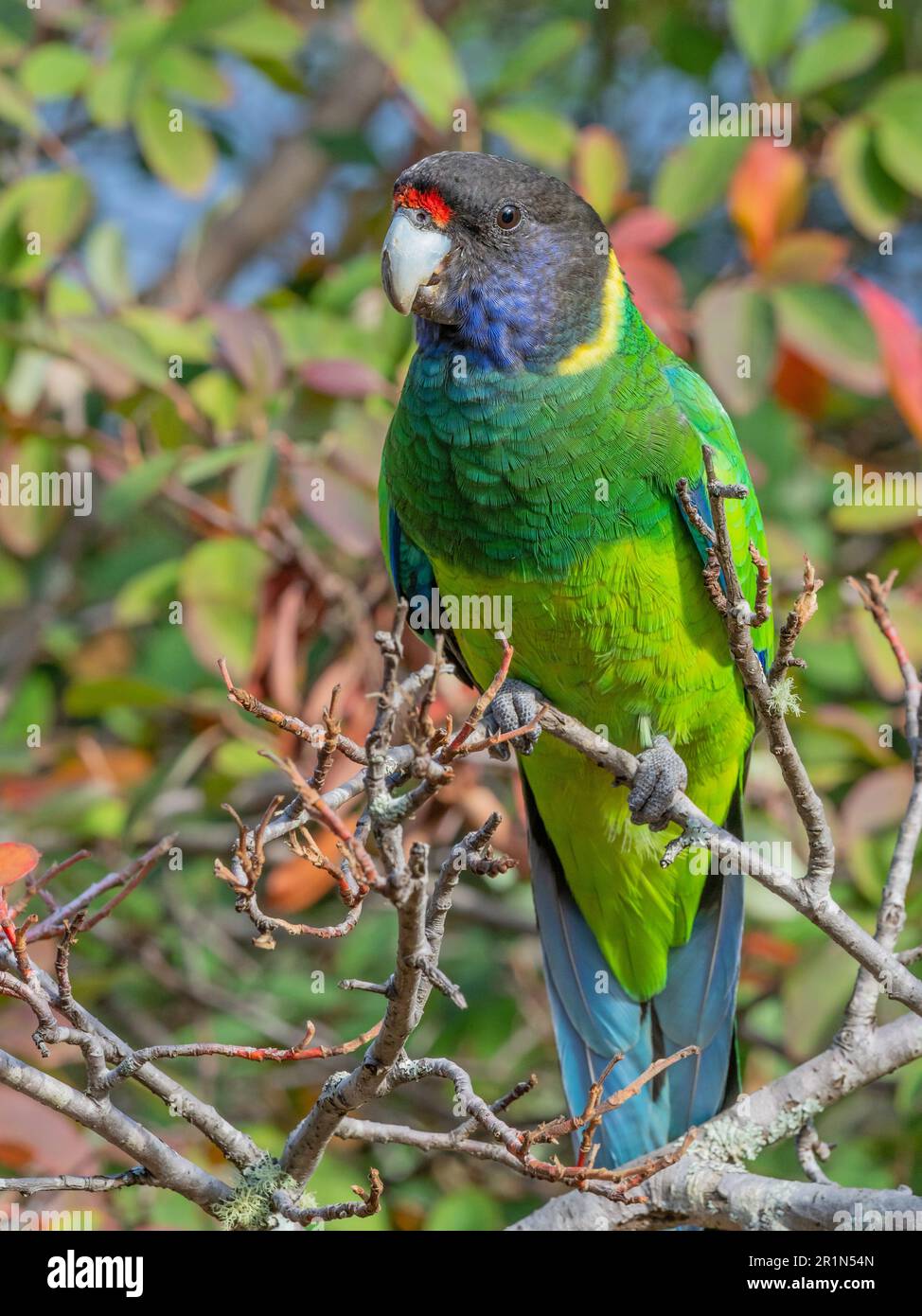 An Australian Ringneck of the western race, known as the Twenty-eight ...